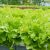 Hot Springs Green Oak - AmeriSeed