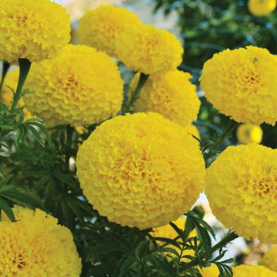 Garuda Yellow - AmeriSeed