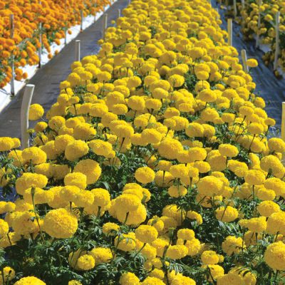 Garuda Yellow - AmeriSeed