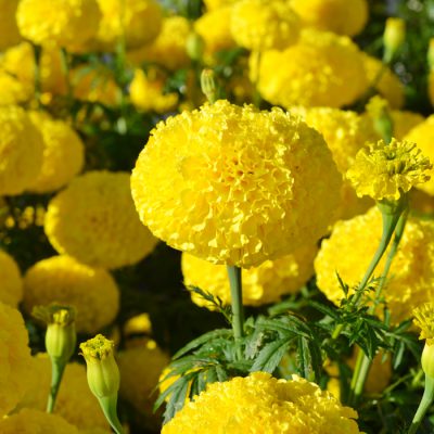 Garuda Yellow - AmeriSeed