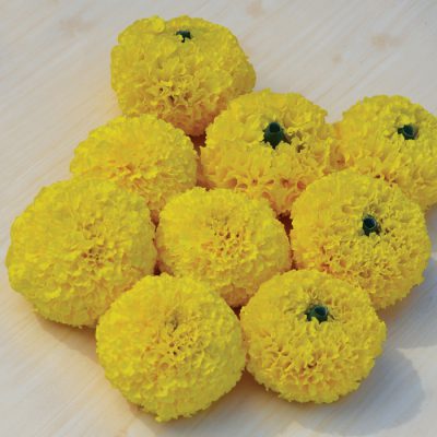 Garuda Yellow - AmeriSeed