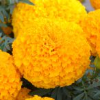 Bali Orange - AmeriSeed