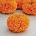 Bindi Orange - AmeriSeed