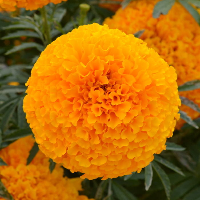 Narai Orange - AmeriSeed
