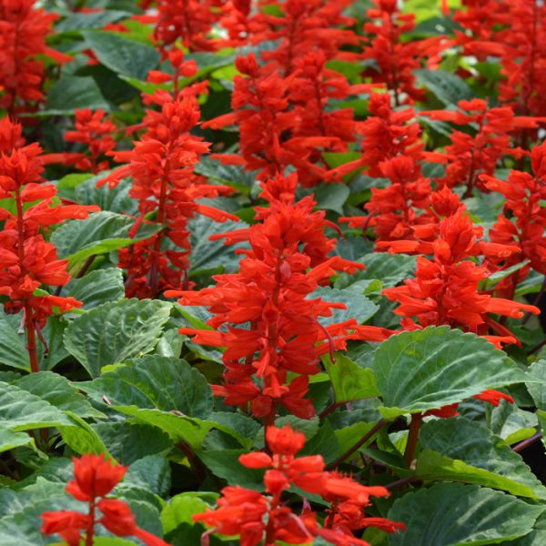 Solar Red - AmeriSeed