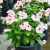 Vinca Mega Bloom Apricot – AmeriSeed
