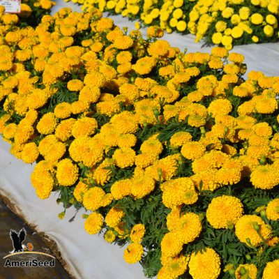 “African Marigold Bali Yellow, the professionals #1 choice at the ...