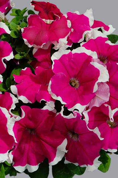 Petunia Grandis – AmeriSeed