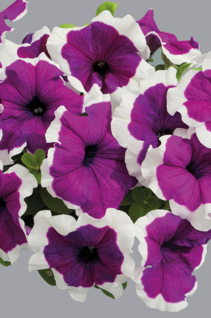 Petunia Grandis – AmeriSeed