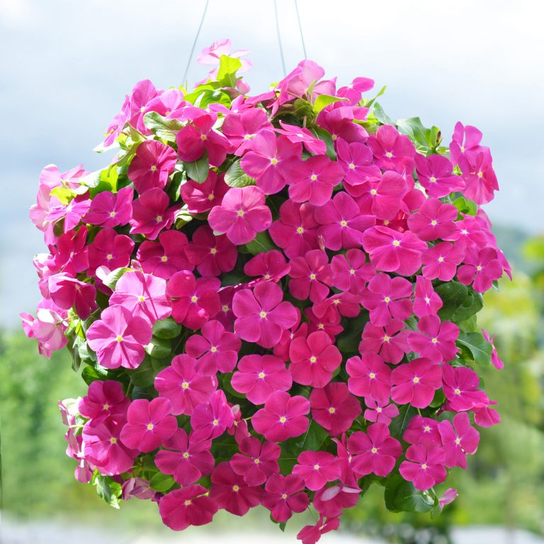 Vinca | AmeriSeed