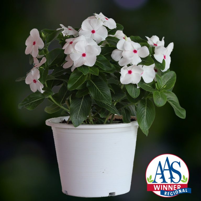 Mega Bloom® Polka Dot - AmeriSeed